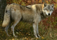 Ancient Island wolves | Speculative Evolution Wiki | Fandom