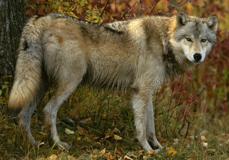 Ancient Island wolves | Speculative Evolution Wiki | Fandom