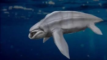 Baleen Turtle | Speculative Evolution Wiki | Fandom