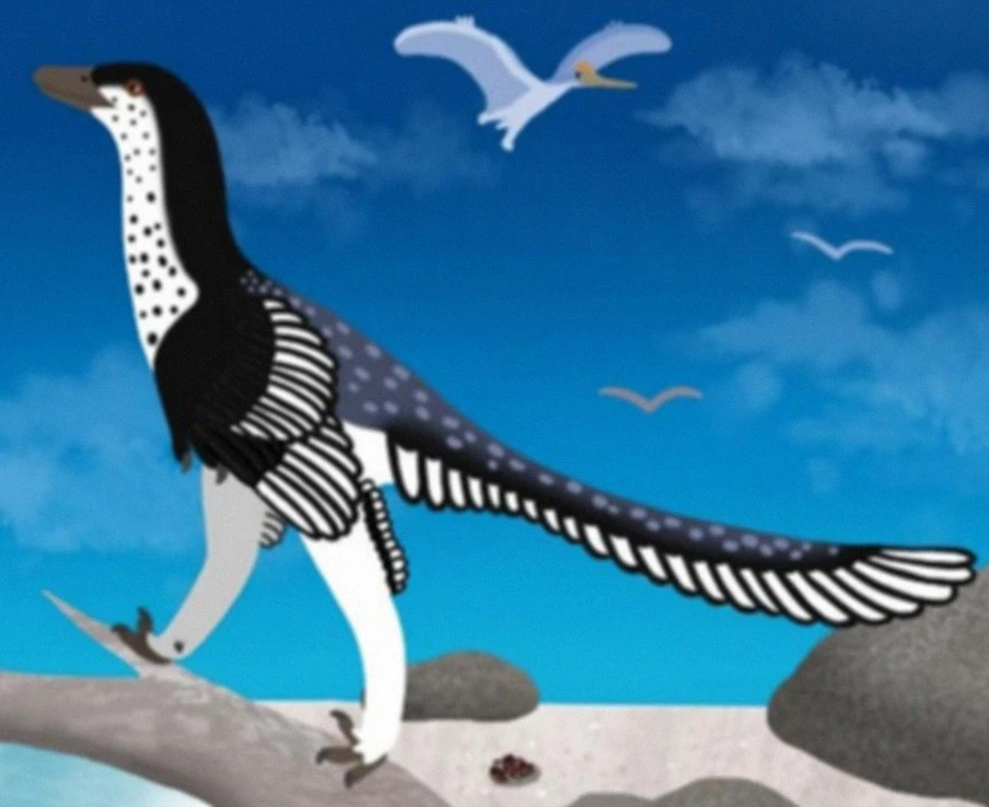 Cackling magpie goblin (Liera) | Speculative Evolution Wiki | Fandom