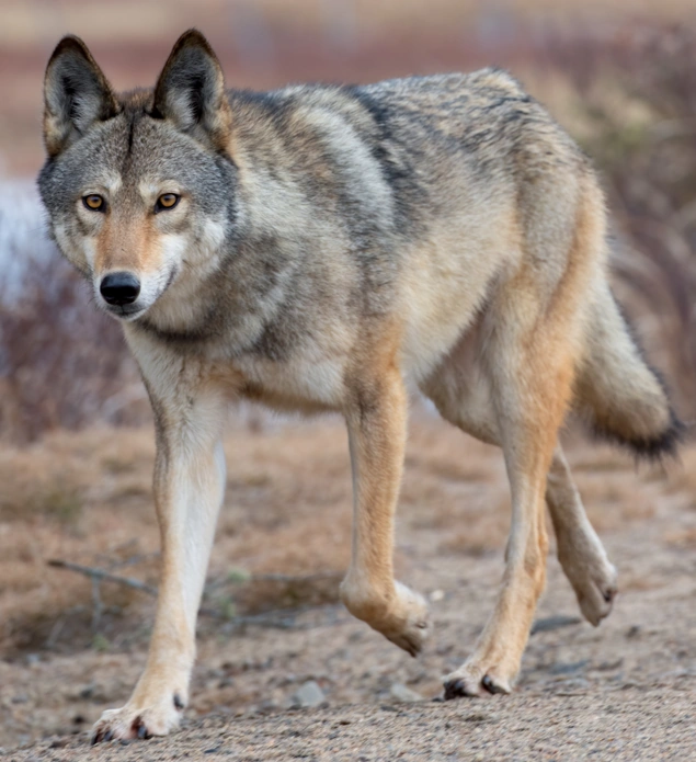 Baleafrican wolf (Aglaia) | Speculative Evolution Wiki | Fandom