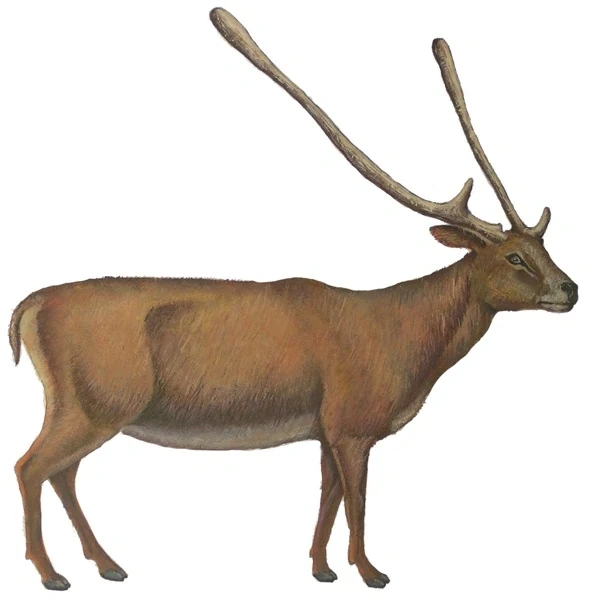 Lieran spatula-horned deer (Liera) | Speculative Evolution Wiki | Fandom