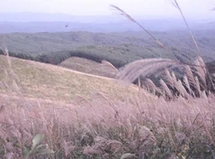 Japanese Plains (Ultra-Pleistocene) | Speculative Evolution Wiki | Fandom