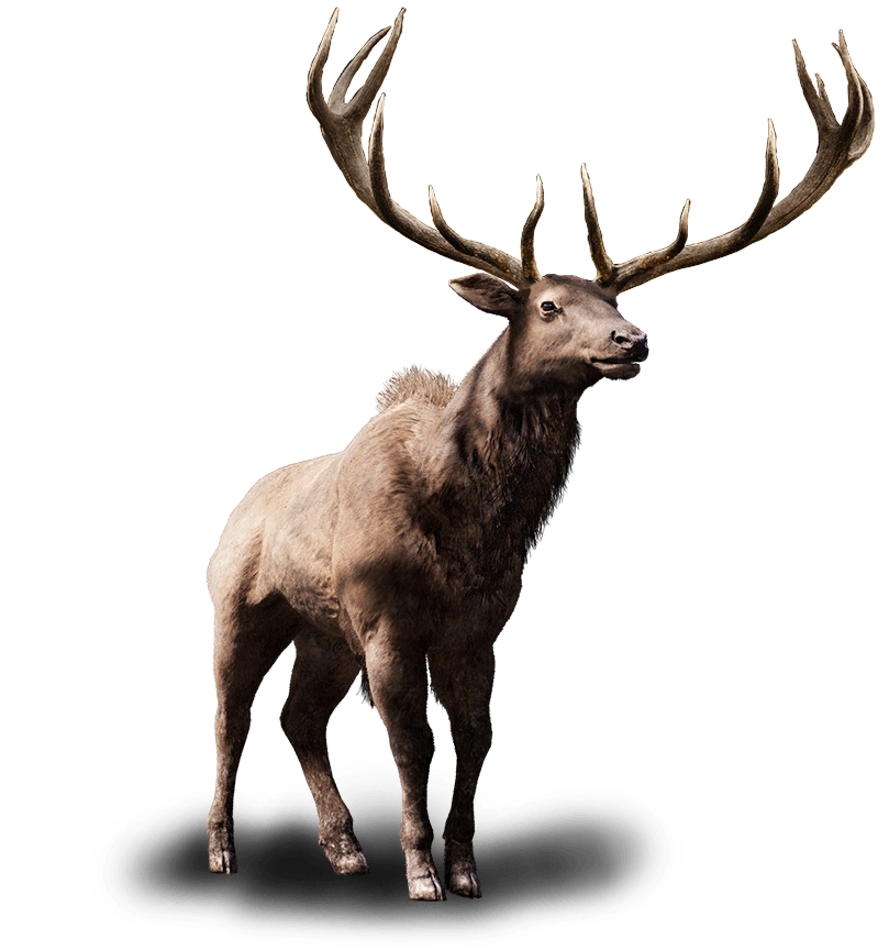 Giant elk (SciiFii World) | Speculative Evolution Wiki | Fandom
