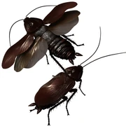 Mirai cockroach | Speculative Evolution Wiki | Fandom