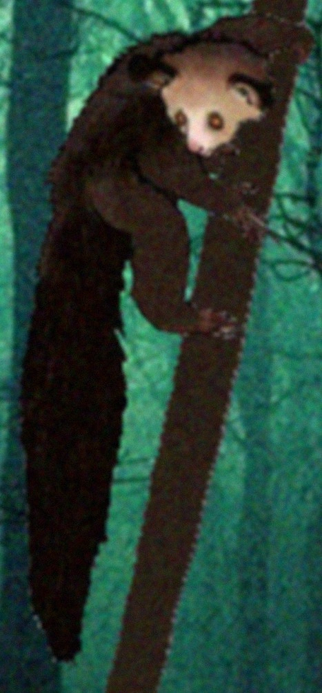 Giant aye-aye (Liera) | Speculative Evolution Wiki | Fandom