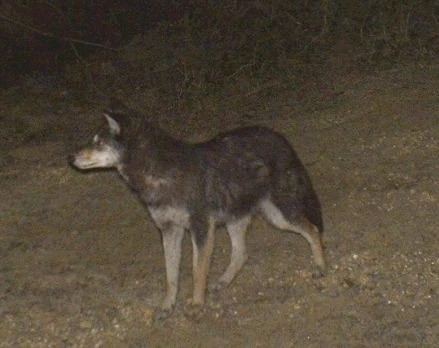 Bush Wolf (New Pleistocene) | Speculative Evolution Wiki | Fandom