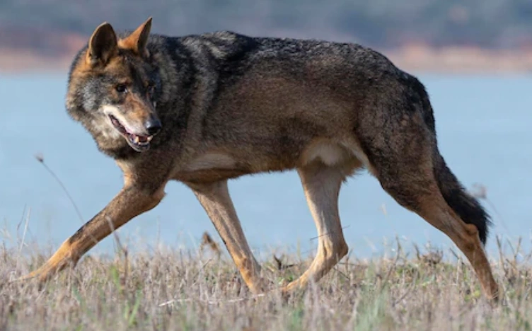 Sandain wolves | Speculative Evolution Wiki | Fandom