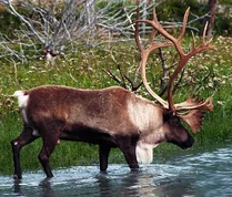 Vacuo caribou | Speculative Evolution Wiki | Fandom