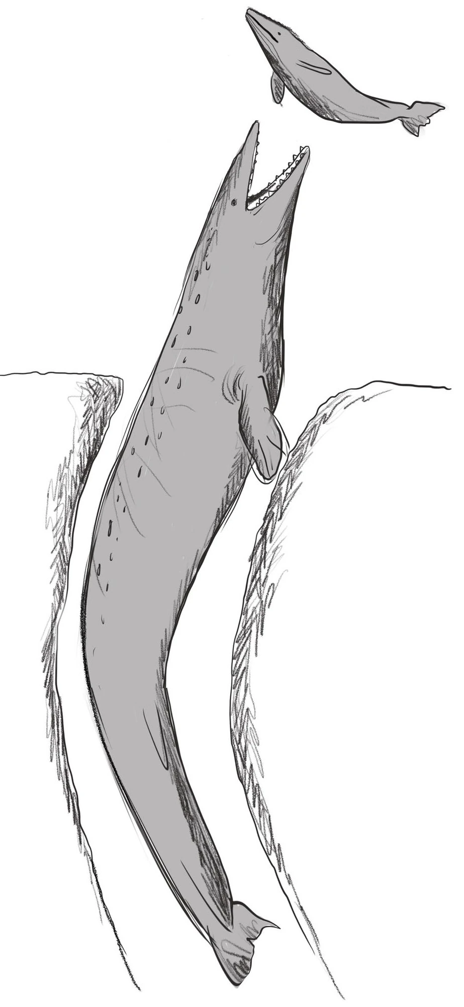 Basilosaurinae (Liera) | Speculative Evolution Wiki | Fandom