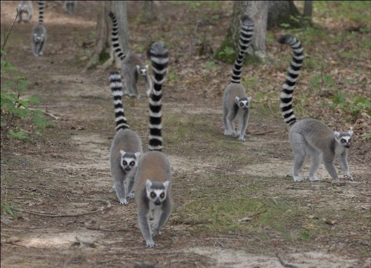 Pacific ring-tailed lemur (New Pleistocene) | Speculative Evolution ...