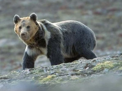 Nean brown bears | Speculative Evolution Wiki | Fandom