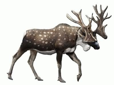 Lieran stag moose Liera Speculative Evolution Wiki Fandom