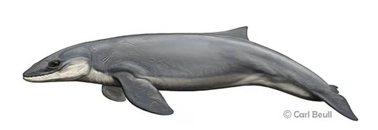 Bone-crushing dolphin | Speculative Evolution Wiki | Fandom