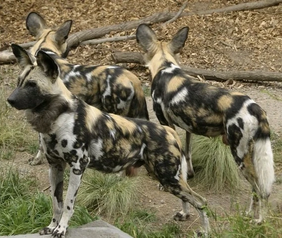 Kusak (New Venus) | Speculative Evolution Wiki | Fandom