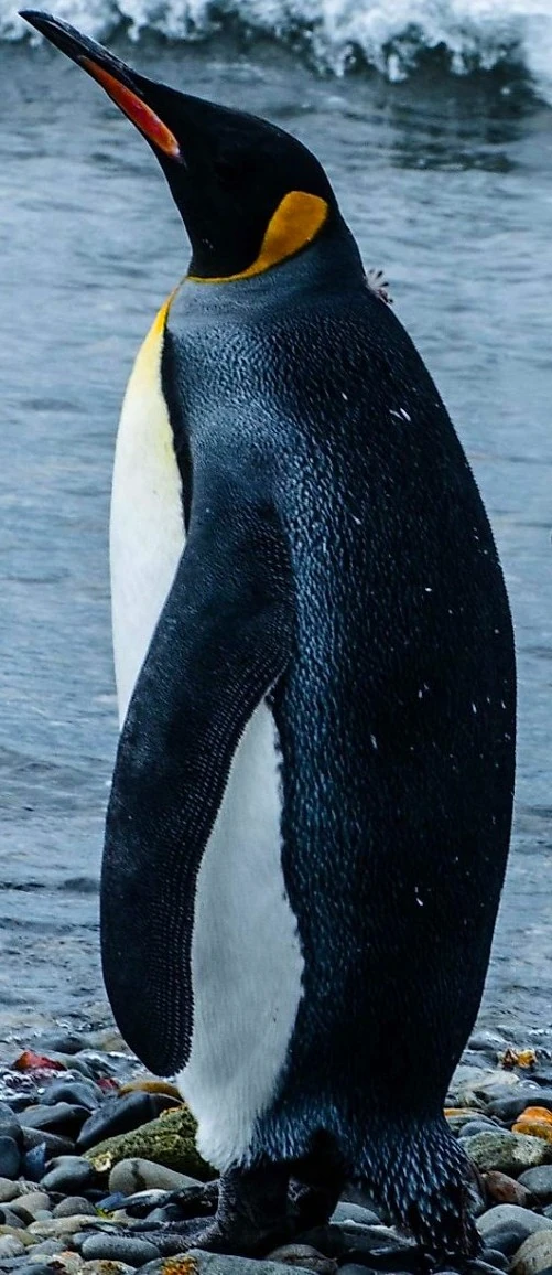 Monk penguin (SciiFii World) | Speculative Evolution Wiki | Fandom