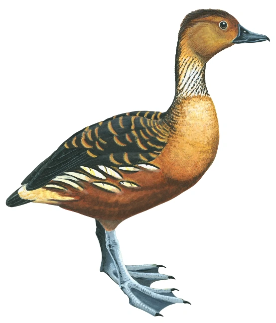 Anseriformes (Liera) | Speculative Evolution Wiki | Fandom