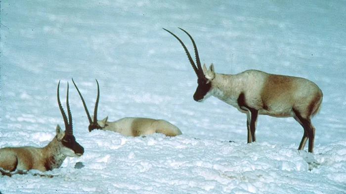 Woolly antelopes | Speculative Evolution Wiki | Fandom