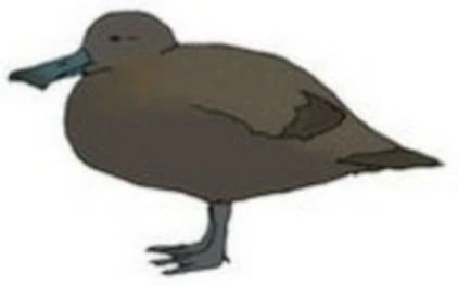 Tepua mole duck (Liera) | Speculative Evolution Wiki | Fandom