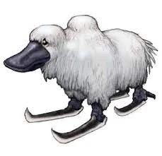 Skating pelican | Speculative Evolution Wiki | Fandom