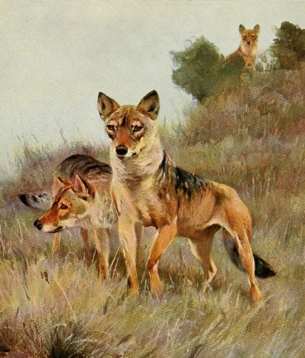 Zarhan wolf (Terra) | Speculative Evolution Wiki | Fandom