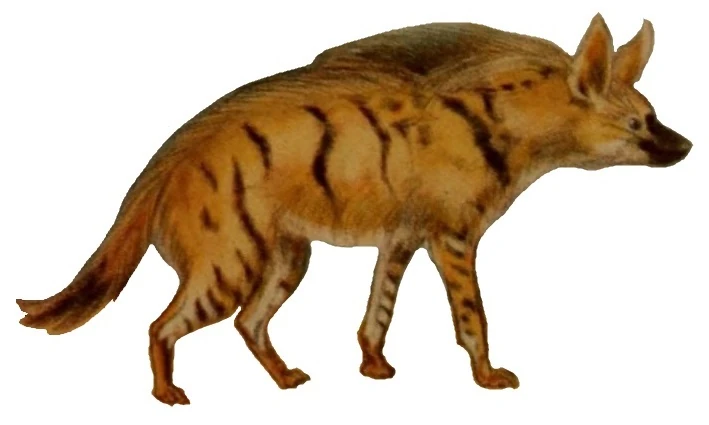 Azanian hyenas | Speculative Evolution Wiki | Fandom