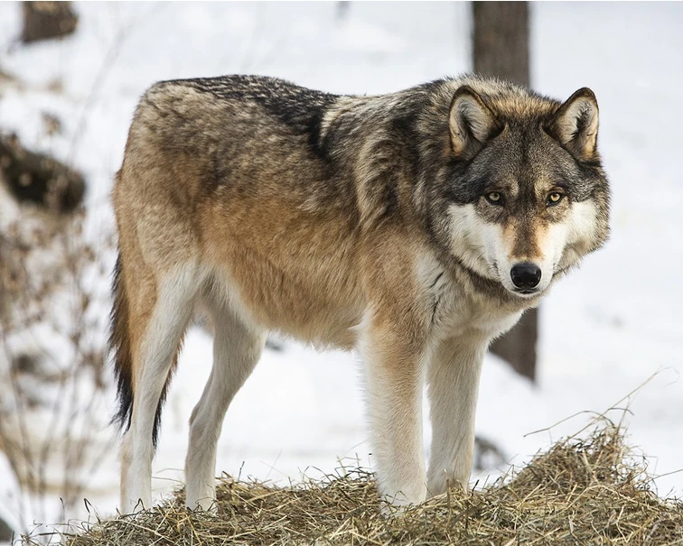 Atlas wolves | Speculative Evolution Wiki | Fandom