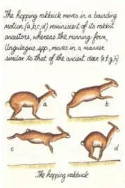 Rabbuck | Speculative Evolution Wiki | Fandom