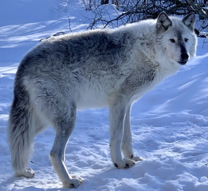 Nemean wolves | Speculative Evolution Wiki | Fandom