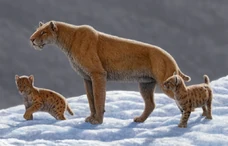 Titan Island saber-toothed cats | Speculative Evolution Wiki | Fandom