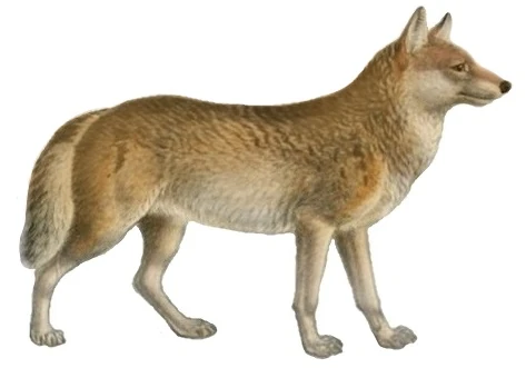 Japanese dwarf wolf (Ultra-Pleistocene) | Speculative Evolution Wiki ...