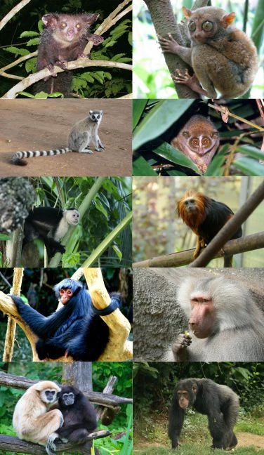 Primates (Orinthogaea) | Speculative Evolution Wiki | Fandom