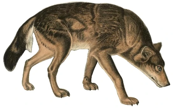 Japanese mountain wolf (Ultra-Pleistocene) | Speculative Evolution Wiki ...
