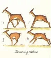 Rabbuck | Speculative Evolution Wiki | Fandom