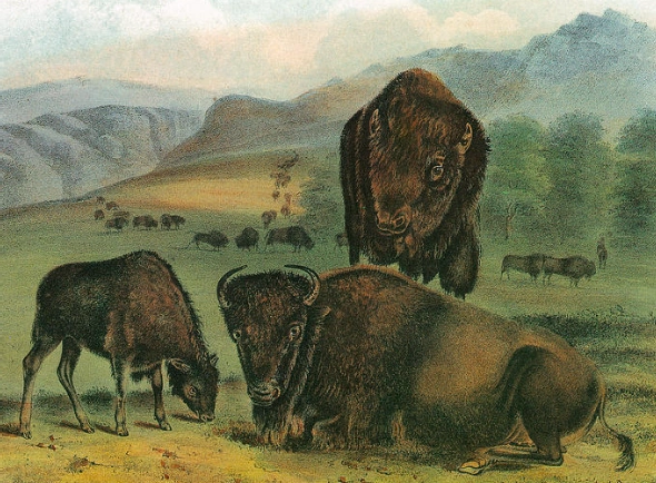 Cope's bison (Terra) | Speculative Evolution Wiki | Fandom