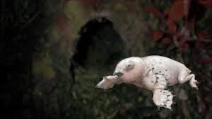 Digger Bird | Speculative Evolution Wiki | Fandom