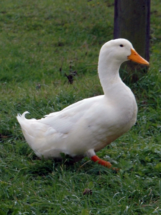 Domestic Duck | Species classifaction Wiki | Fandom