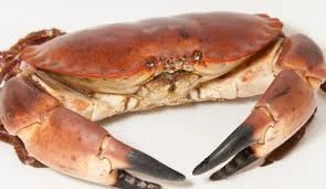 Edible Crab | Species classifaction Wiki | Fandom
