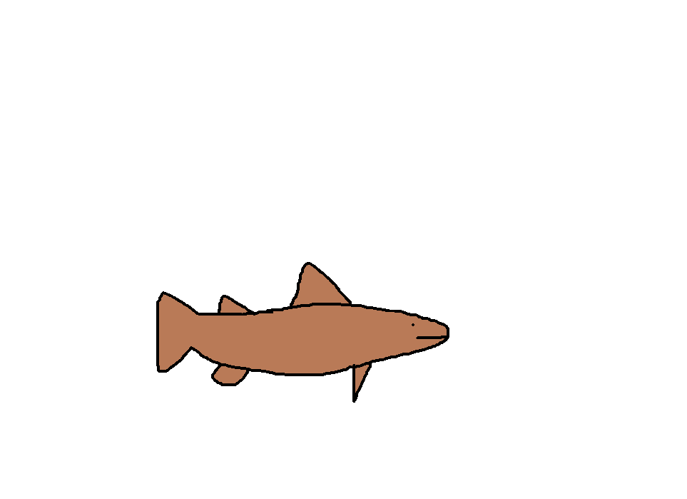 Angular Roughshark | Species Wiki | Fandom