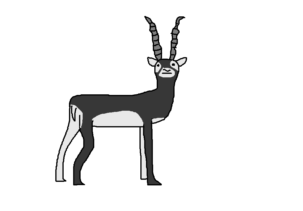 Blackbuck | Species Wiki | Fandom