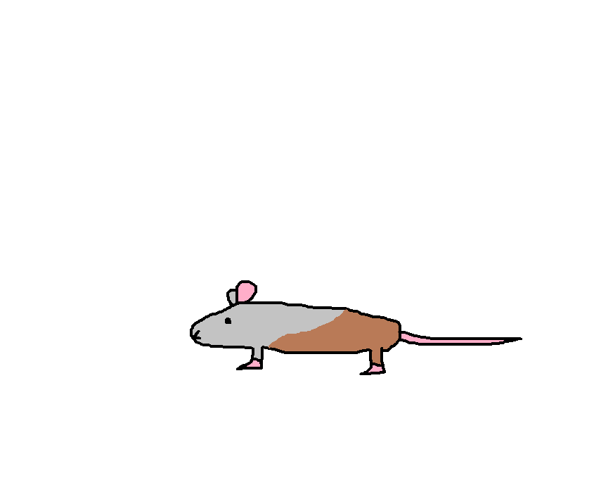 Cotton Mouse | Species Wiki | Fandom