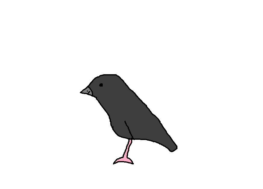 Black Robin | Species Wiki | Fandom