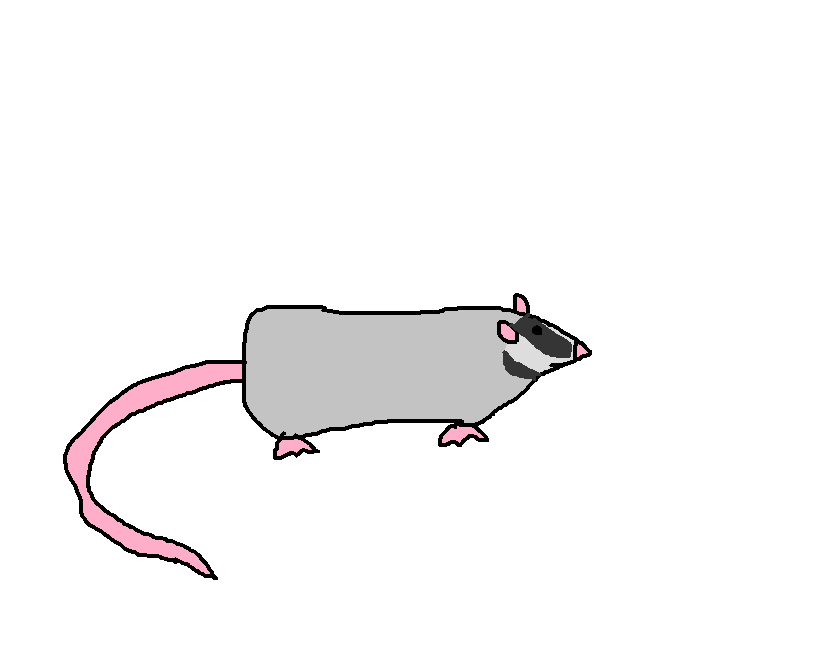Feather-tailed Possum | Species Wiki | Fandom