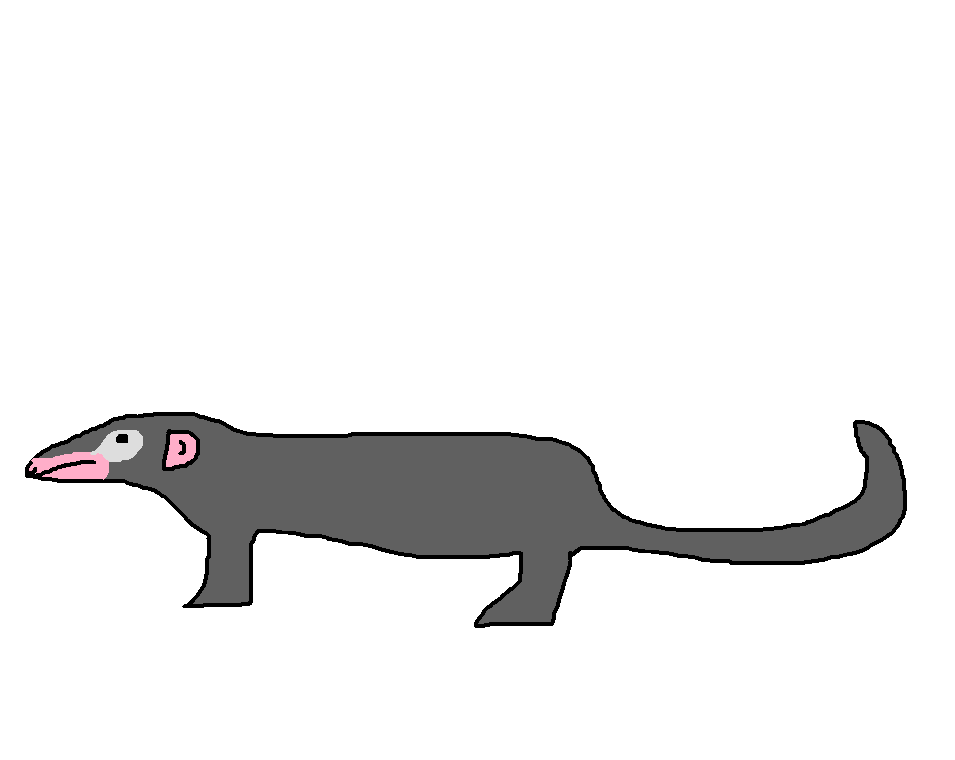 Indian Treeshrew | Species Wiki | Fandom