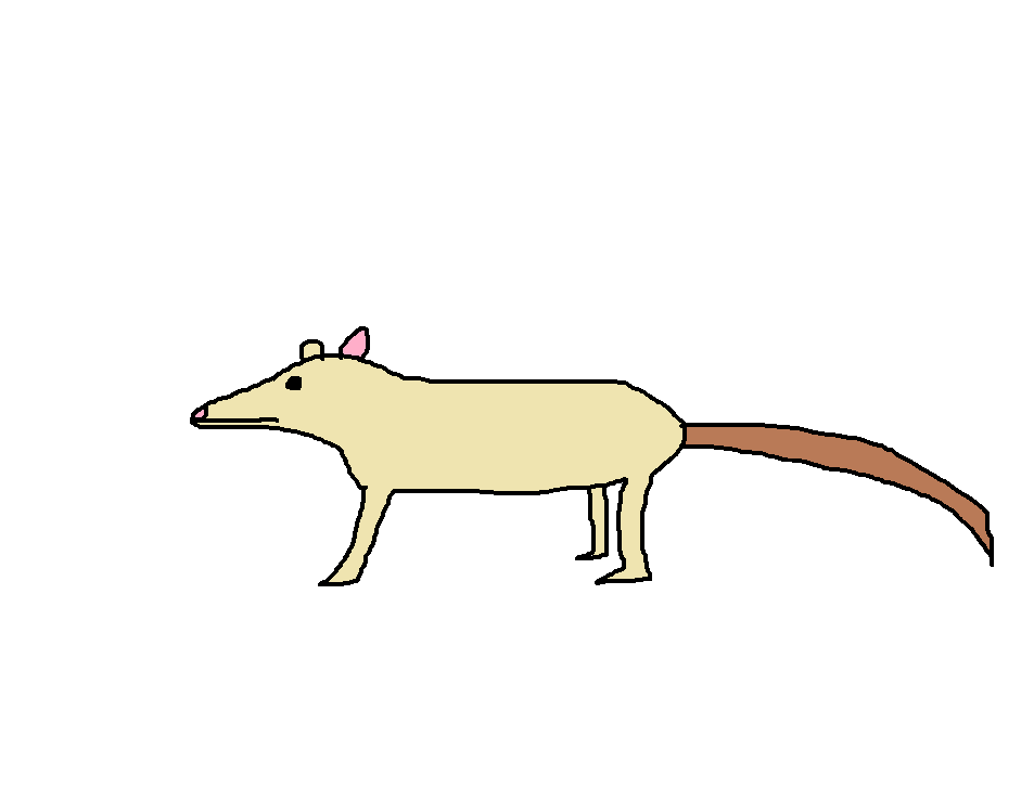Common Mouse Opossum | Species Wiki | Fandom