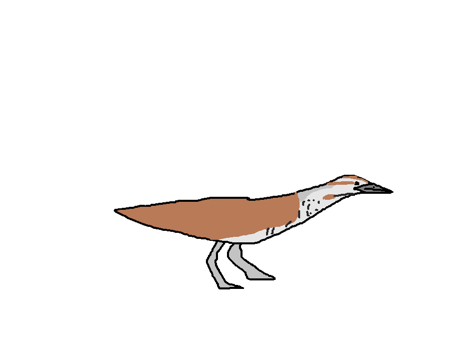 White-breasted Mesite | Species Wiki | Fandom