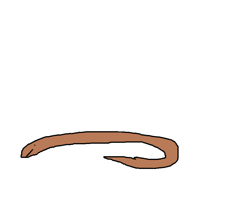 Slow Worm | Species Wiki | Fandom