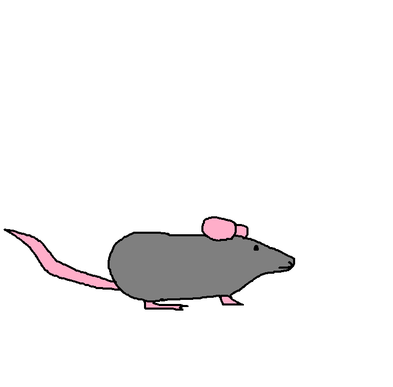 House Mouse | Species Wiki | Fandom