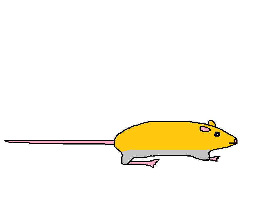 White-footed Mouse | Species Wiki | Fandom
