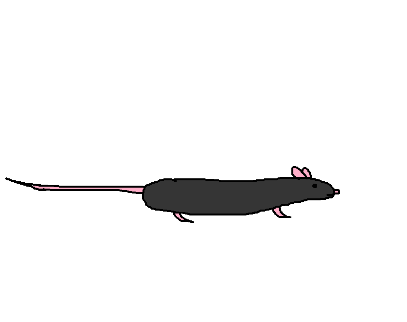 Black Rat | Species Wiki | Fandom